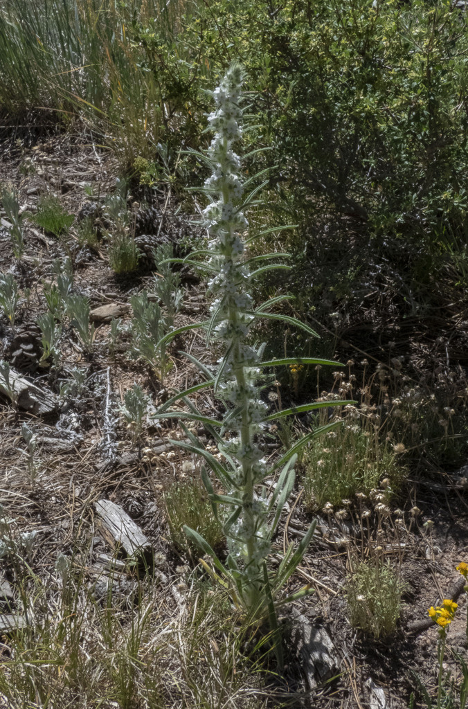 Miner's Candle in June 2024 by studiopika · iNaturalist