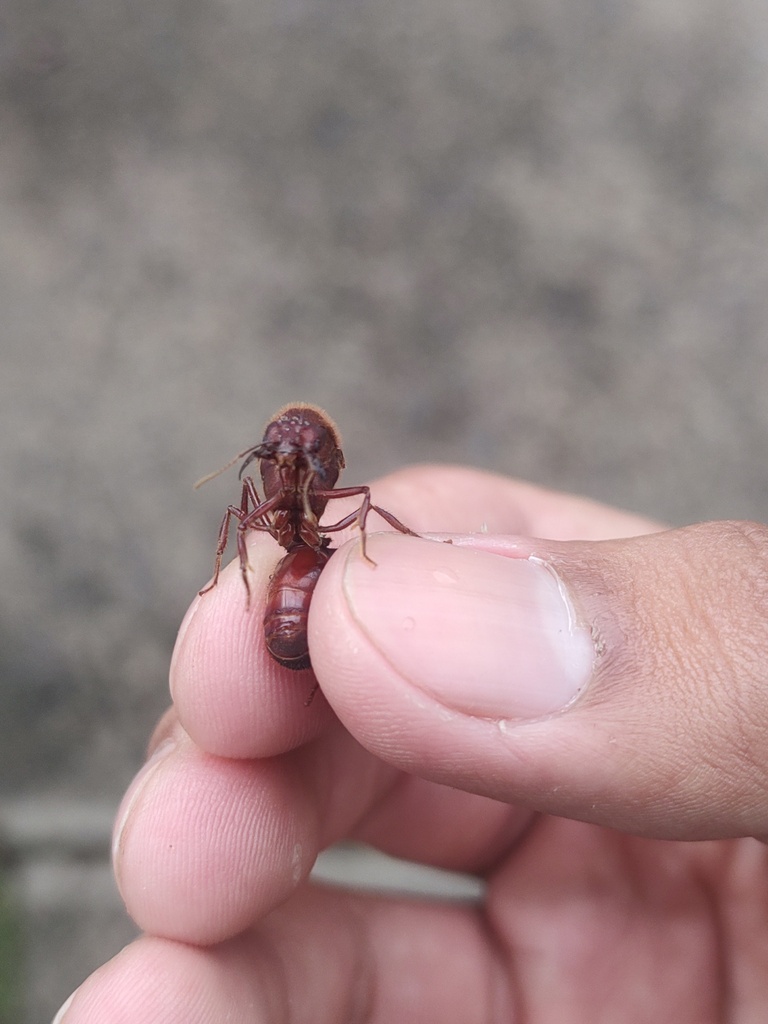 Chicatana Leafcutter Ant from Panorámica de Huentitán, Guadalajara, Jal ...