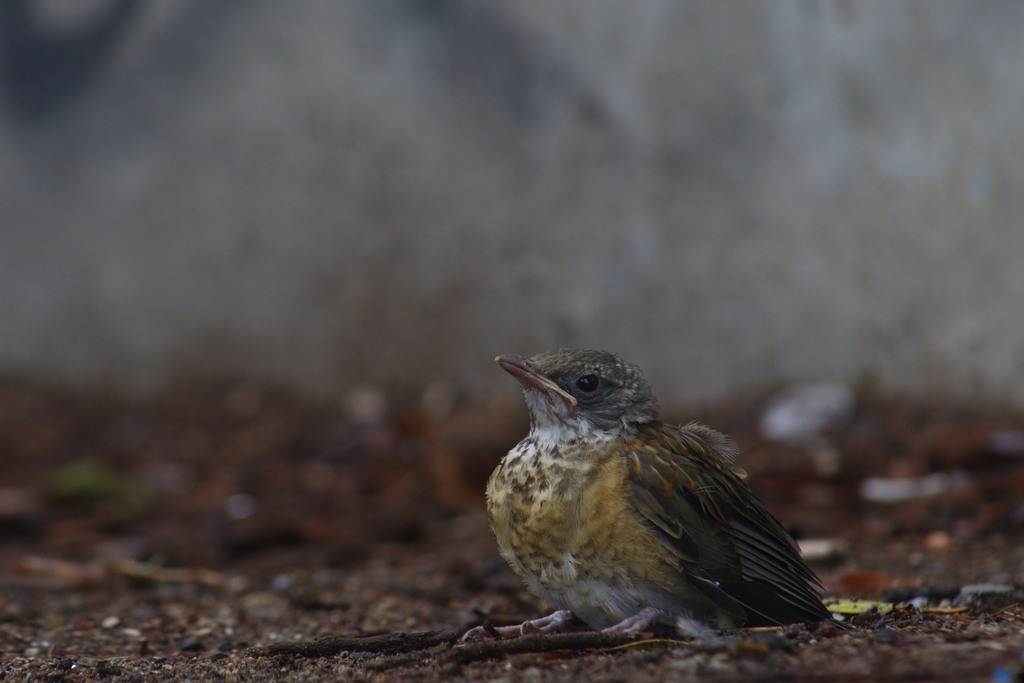 Rufous-backed Robin from Panorámica de Huentitán, Guadalajara, Jal ...