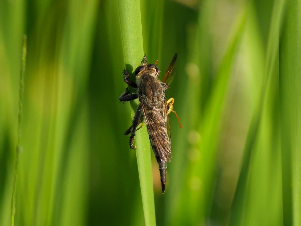 Giant Robber Flies from Milam County, TX, USA on June 20, 2024 at 07:13 ...