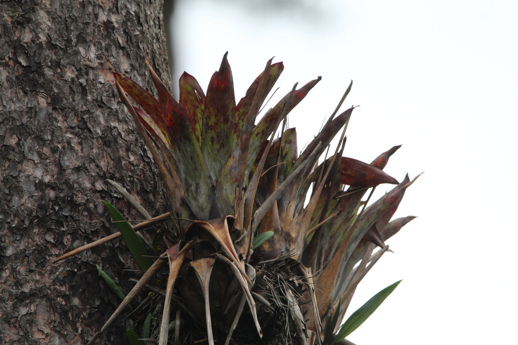 Tillandsia compacta from Parque Nacional Sierra de Bahoruco, Duverge ...
