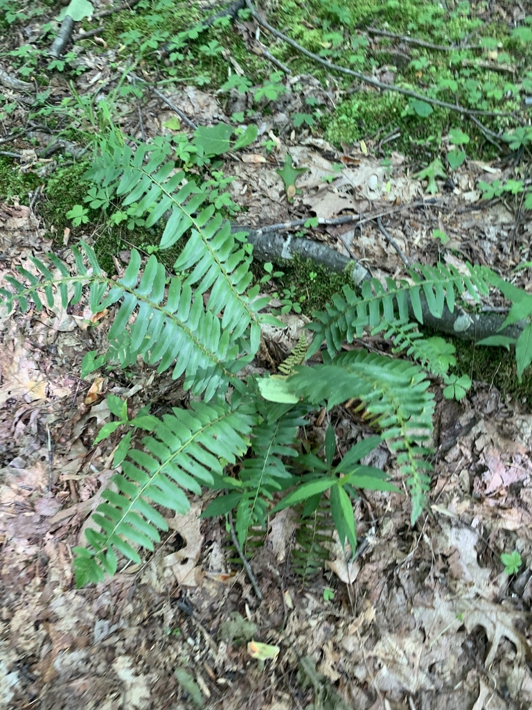 Christmas fern from Frederick Municipal Forest, Frederick, MD, US on ...