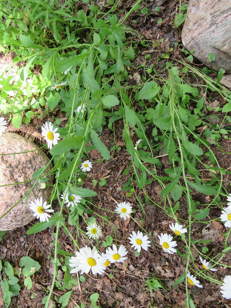oxeye daisy from Maple Creek, SK S0N 1N0, Canada on June 25, 2024 at 02 ...