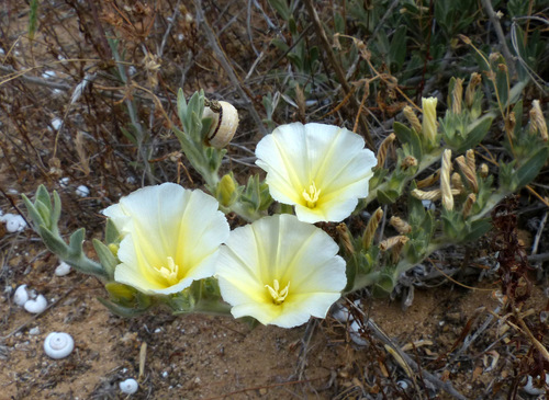Convolvulus secundus · iNaturalist