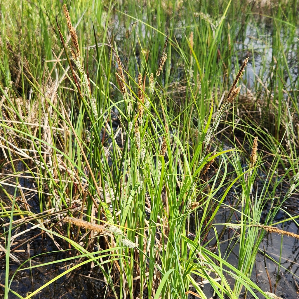 tussock sedge in May 2024 by Patrick Jackson · iNaturalist