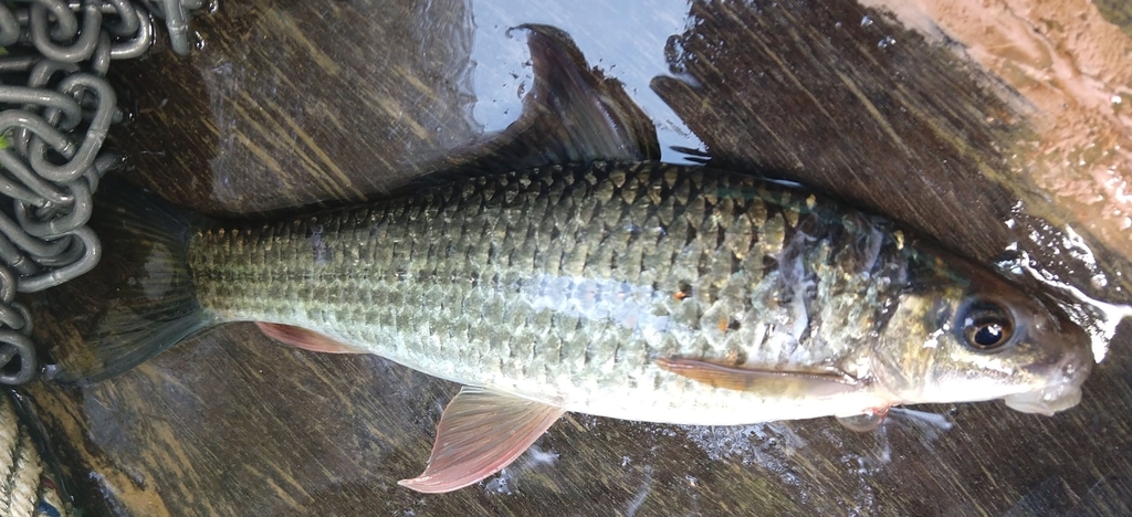 (Osteochilus scapularis) - Marine Life Identification