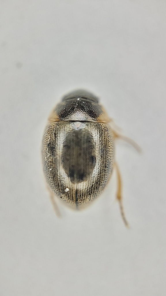 Laccobius from Osiedle Kąty, Chrzanów, Polska on June 25, 2024 at 09:53 ...