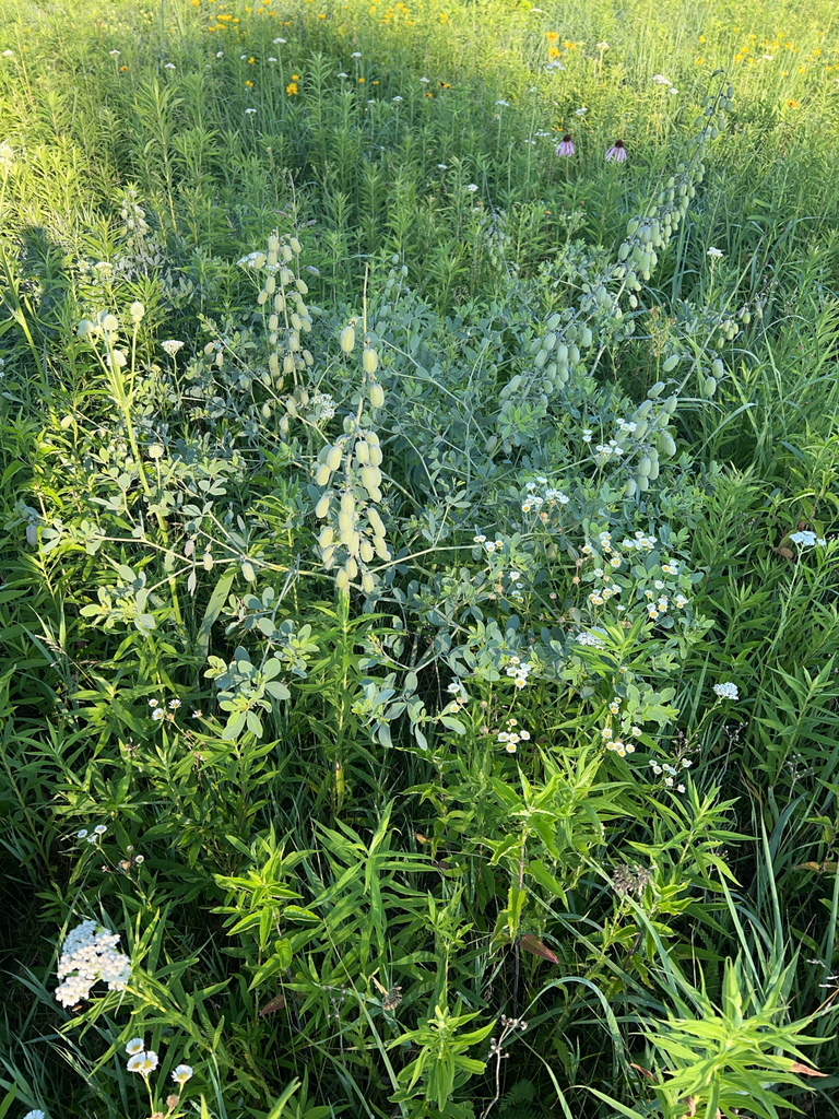 prairie false indigo from Wixom on June 24, 2024 at 07:31 AM by Tara ...