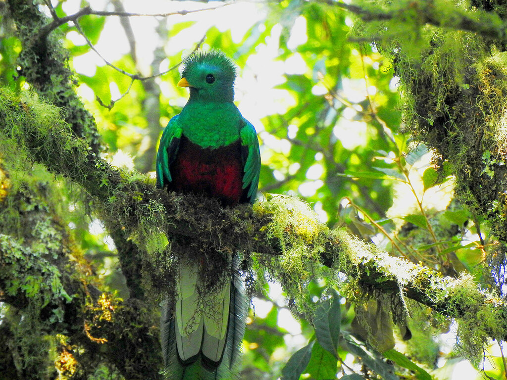 Resplendent Quetzal from Santo Domingo, 29670 Tapalapa, Chis., México ...