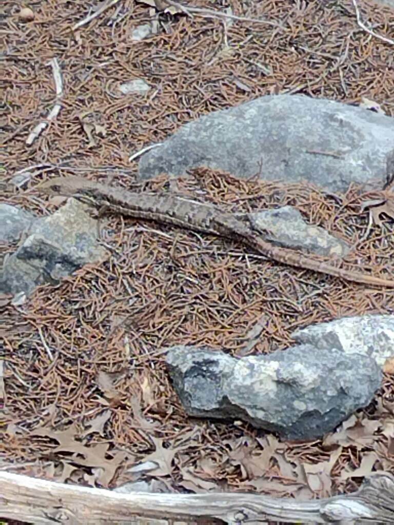 Texas Alligator Lizard in June 2024 by tierrarounder · iNaturalist