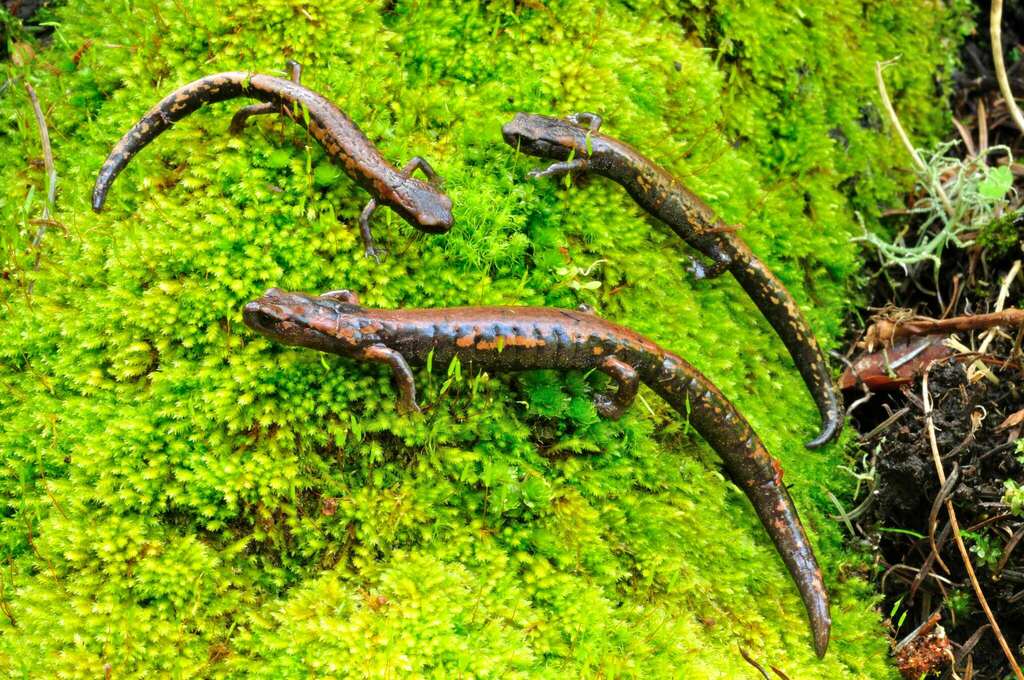 Roberts False Brook Salamander From 54mm H7 Mesón Viejo Méx Mexiko