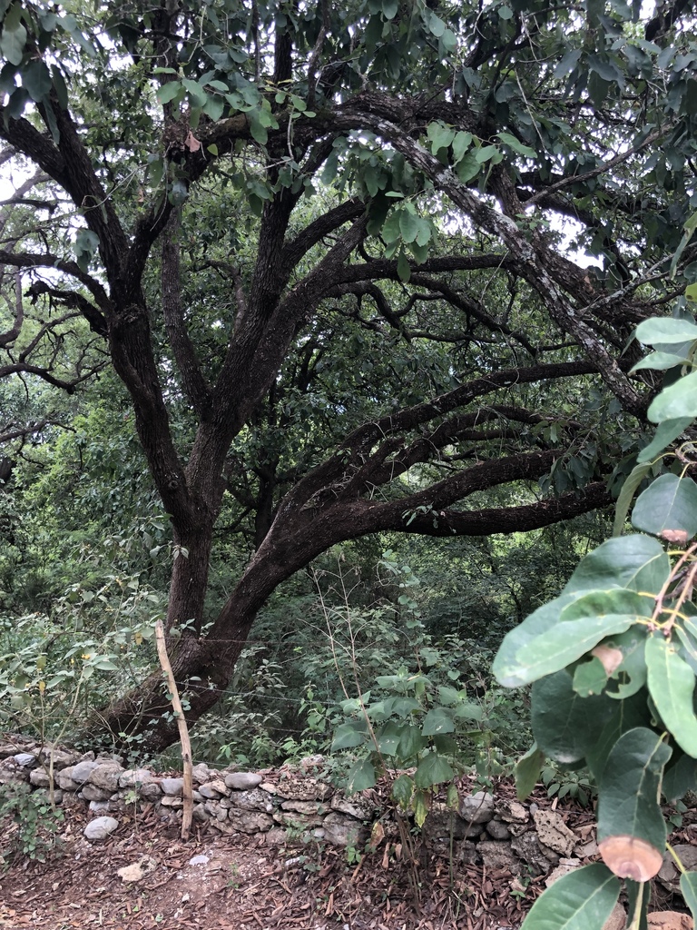 Mexican White Oak (Quercus polymorpha) - Botanical Realm