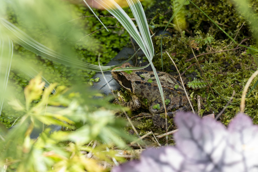 European Common Frog from 6640 Lunderskov, Danmark on June 23, 2024 at ...