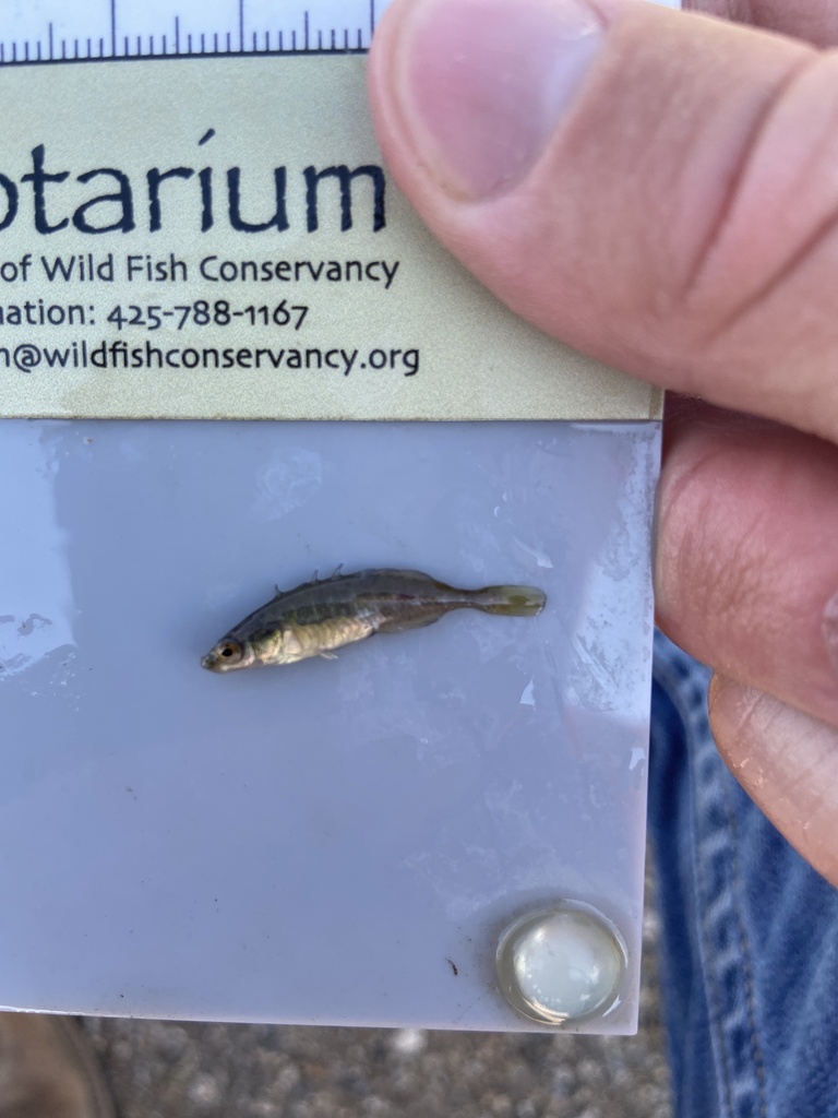 Brook Stickleback from 178th St, Rockham, SD, US on June 25, 2024 at 03 ...