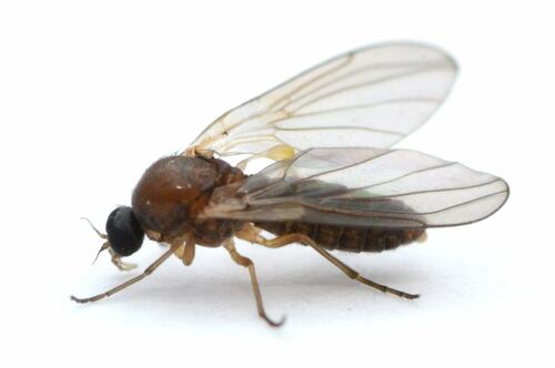 Madicolous Midges (Family Thaumaleidae) · iNaturalist