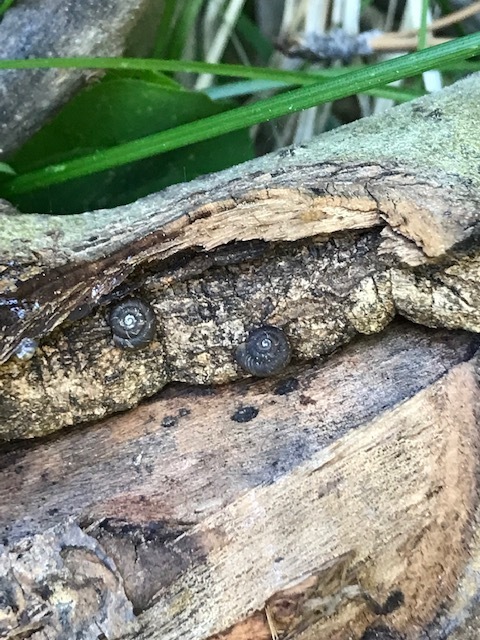 Forest Disc from Fallen Leaf Lake, El Dorado County, CA, USA on June 23 ...