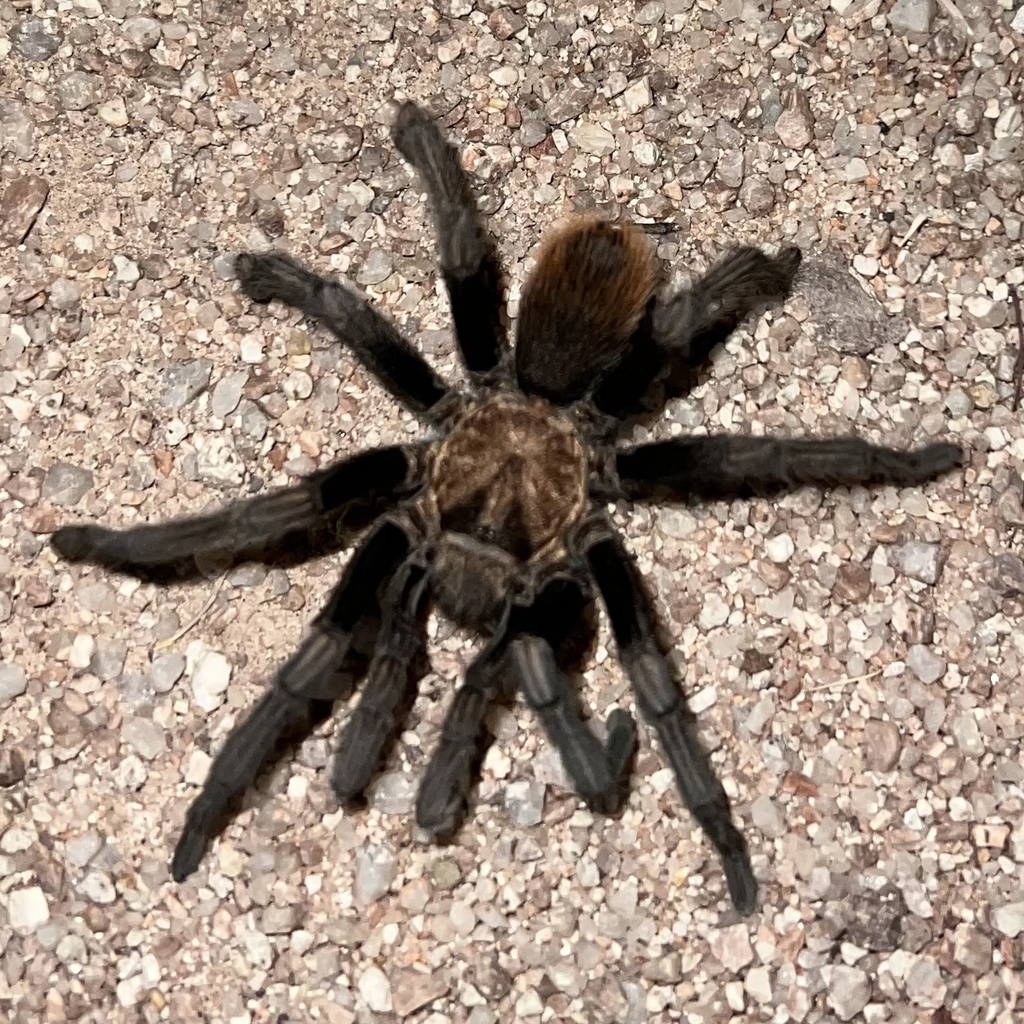 Desert Blonde Tarantula from Superstition Mountains, Mesa, AZ, US on ...