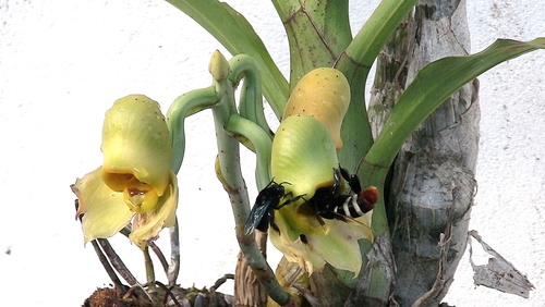 Black Orchid bee (Eulaema nigrita) · iNaturalist