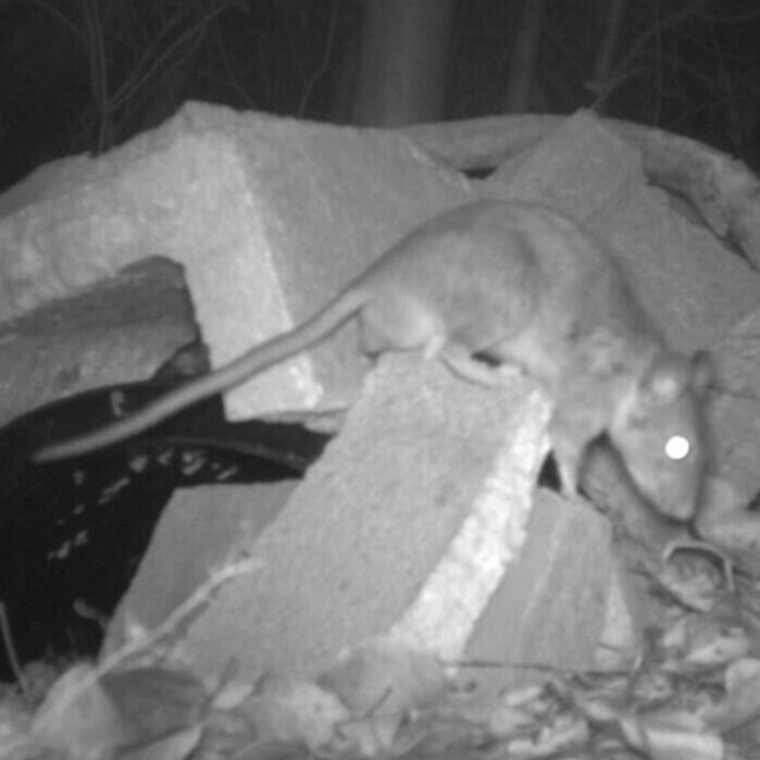 Key Largo Woodrat (Neotoma floridana smalli) - Know Your Mammals