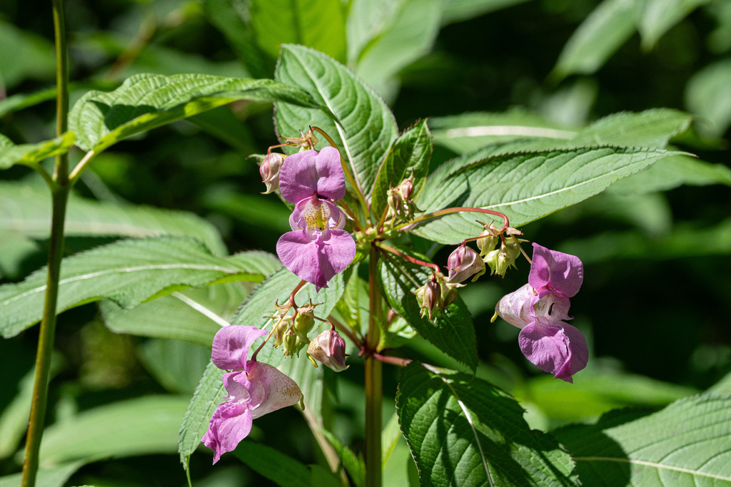 Himalayan balsam from Delta, BC, Canada on June 24, 2024 at 10:47 AM by ...