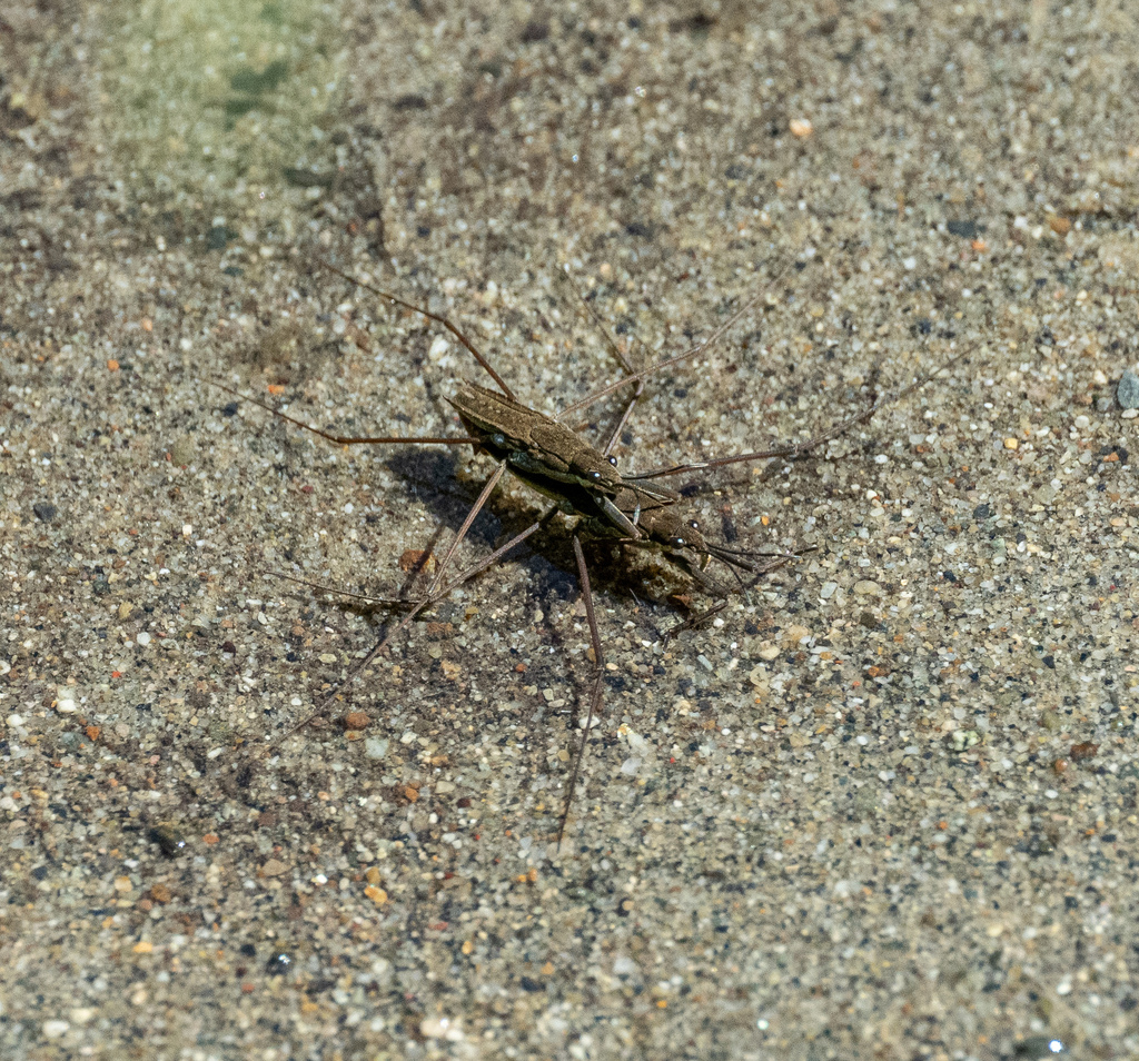 North American Common Water Strider from Delta, BC, Canada on June 24 ...