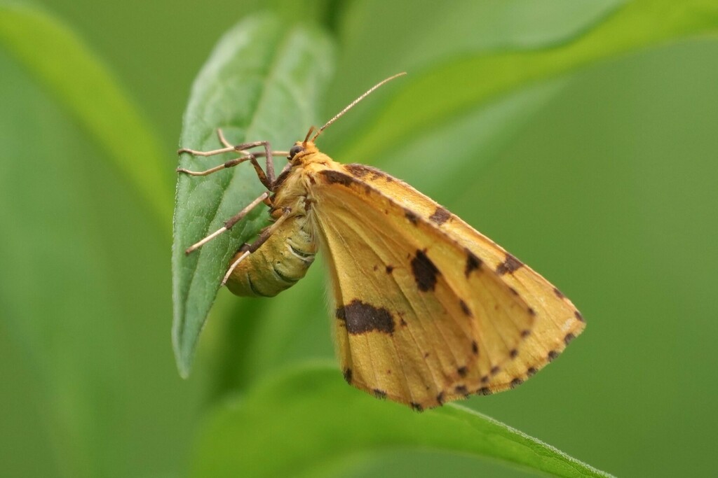 Crocus Geometer Moths from Saumarez, NB E1X, Canada on June 25, 2024 at ...