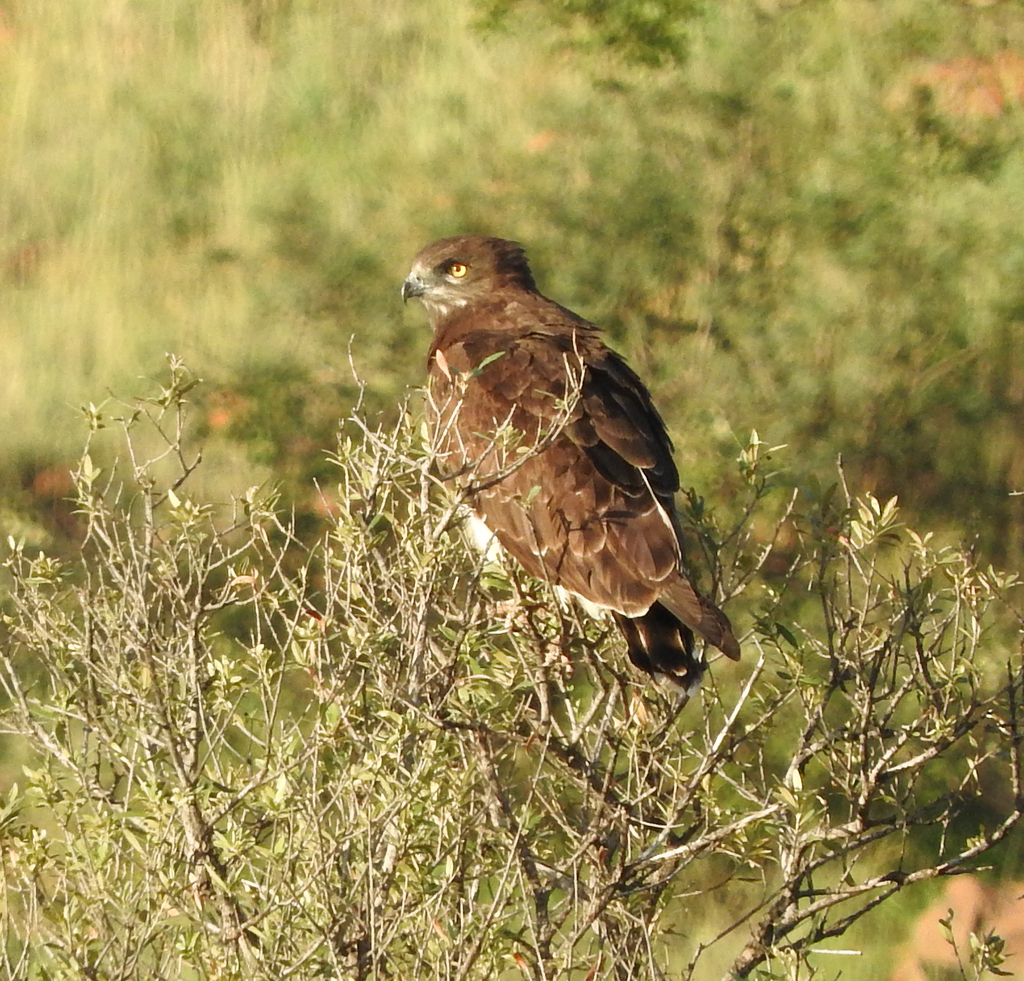 Brown Snake-Eagle from Pilanesberg National Park, South Africa on March ...
