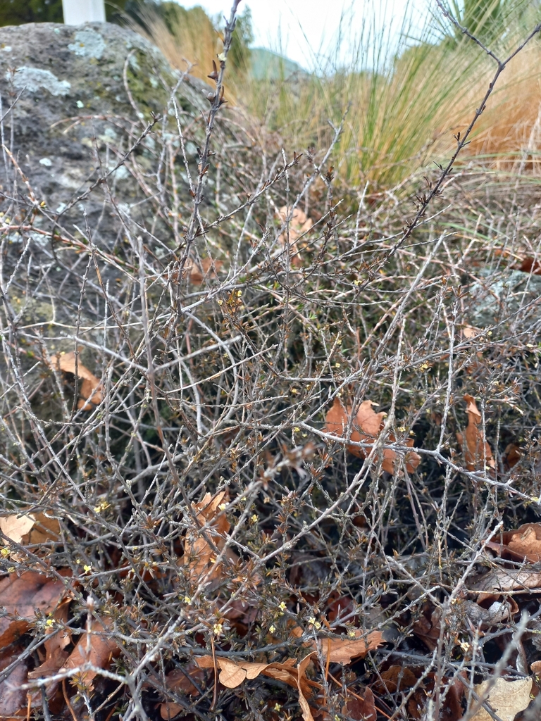 Coprosma brunnea from Gerald St near Murray Pl, Lincoln 7608, New ...