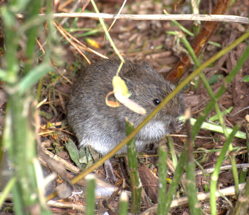 Long-tailed Vole (Wildlife of Roxborough State Park) · iNaturalist