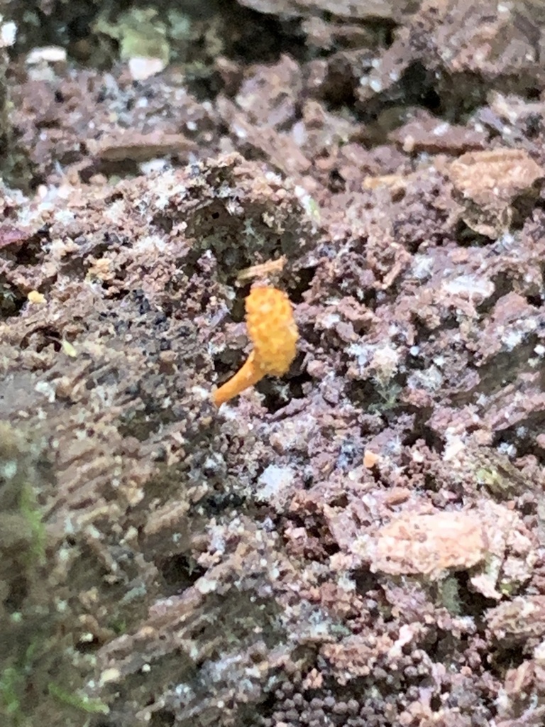 Ophiocordyceps variabilis from Hoosier National Forest, Hardinsburg, IN ...