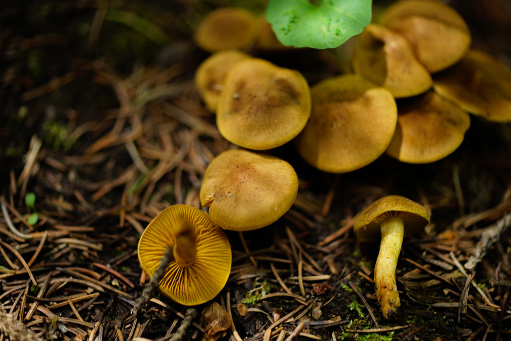 saffron webcap from Curecanti National Recreation Area, Montrose, CO ...