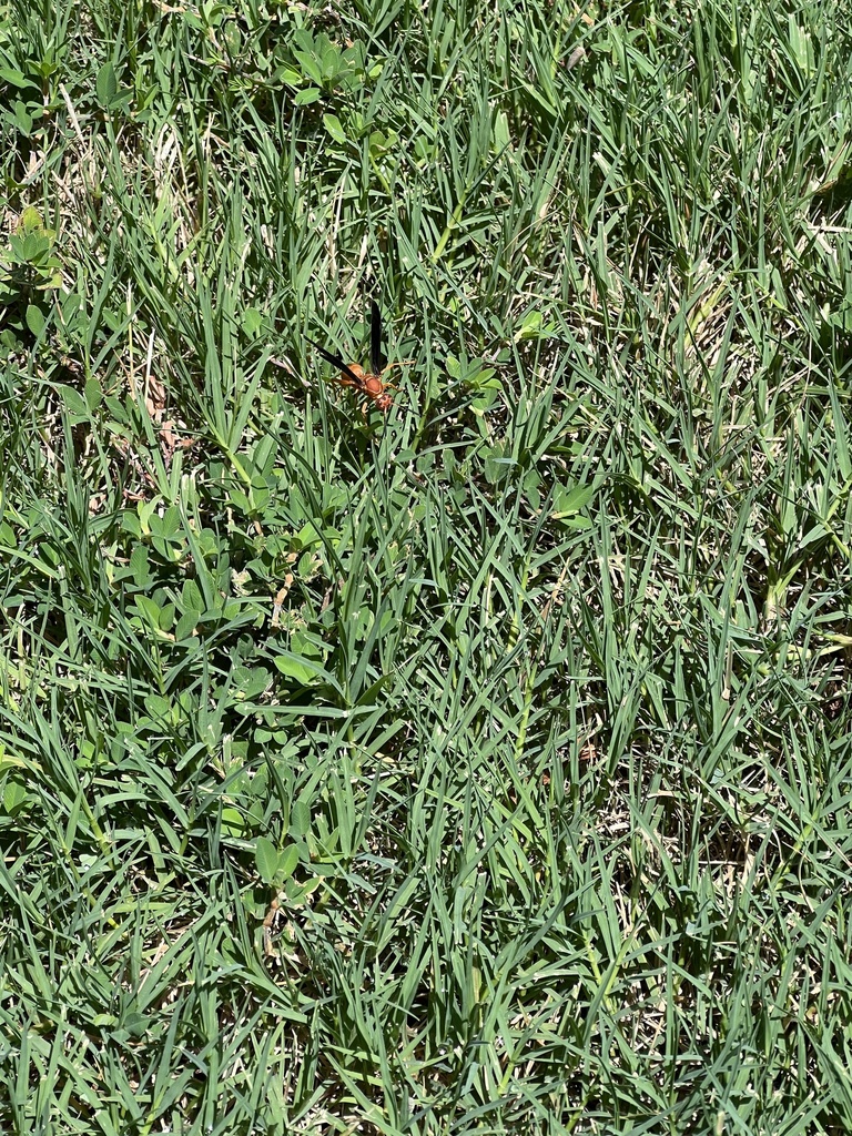 Fine-backed Red Paper Wasp from Georgia State University - Perimeter ...