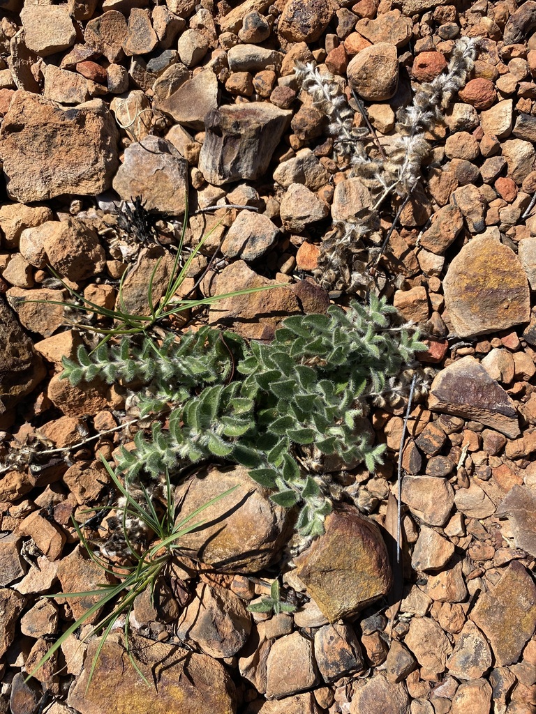 bindweed family from Thorntonia Yelvertoft Rd, Gunpowder QLD 4825 ...