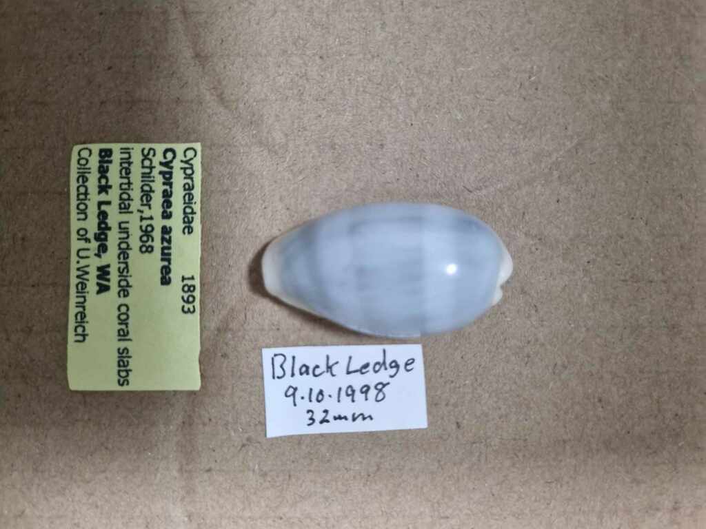 Erroneous Cowry from Broome, WA, Australia on October 9, 1998 by Yao ...