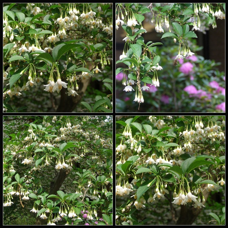 Bigleaf Snowbell (Styrax grandifolius) - Botanical Realm
