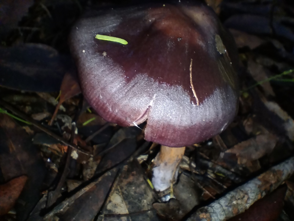 Thaxterogaster submagellanicus from Sydney NSW, Australia on June 10 ...