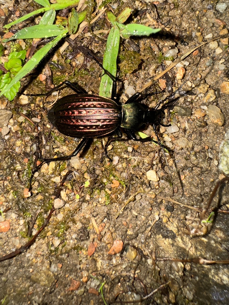 Carabus shun emeifeng from 泰宁县, 三明市, 福建省, CN on June 25, 2024 at 08:30 ...