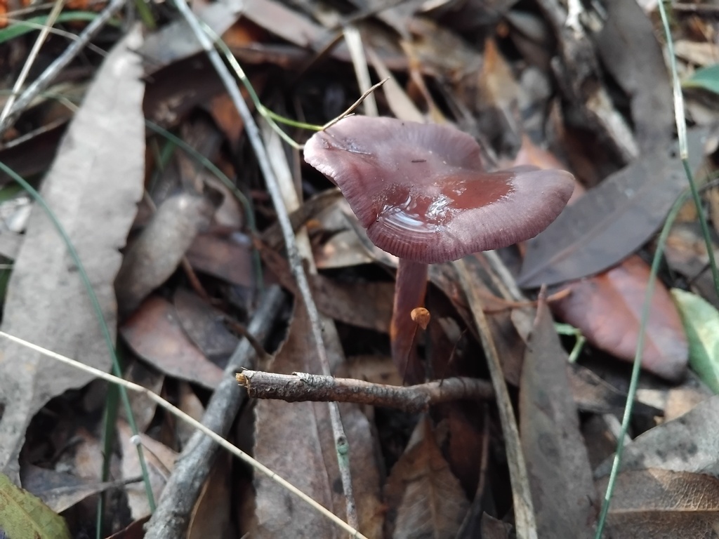 Thaxterogaster submagellanicus from Sydney NSW, Australia on June 10 ...