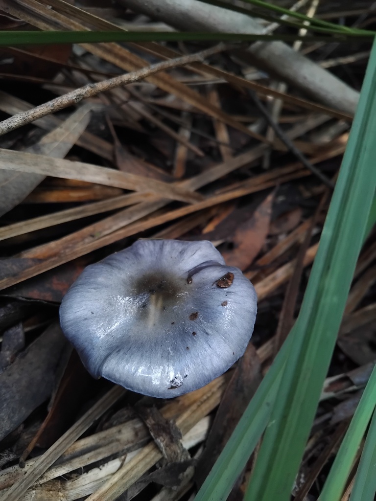 elegant blue webcap from Sydney NSW, Australia on June 10, 2024 at 02: ...