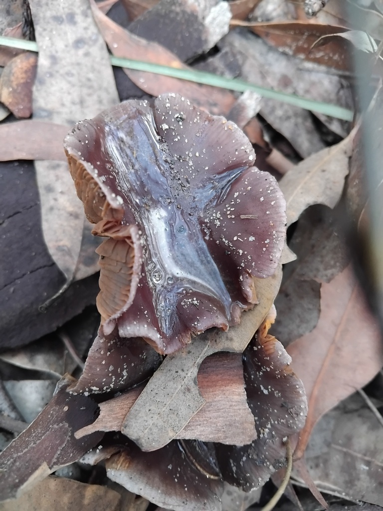Thaxterogaster submagellanicus from Sydney NSW, Australia on June 10 ...