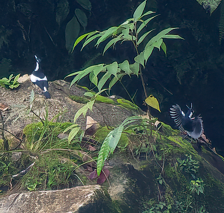 Torrent-lark from Ok Menga Hydro plant, North Fly District, Papua New ...