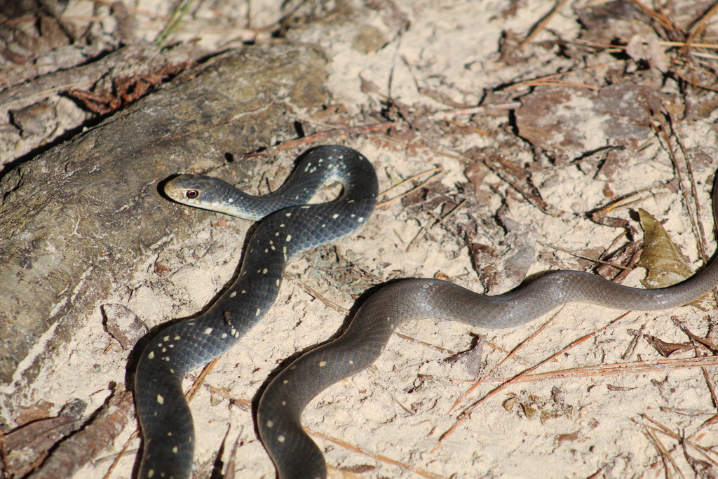 Buttermilk Racer in June 2024 by Diadophis569 · iNaturalist