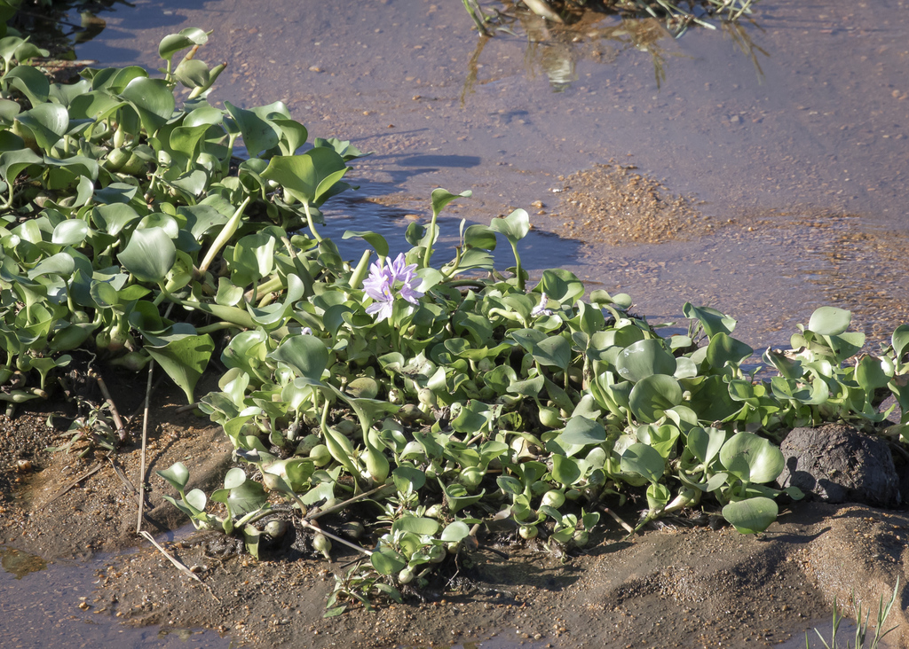 common water hyacinth from Kruger National Park, Limpopo, South Africa ...