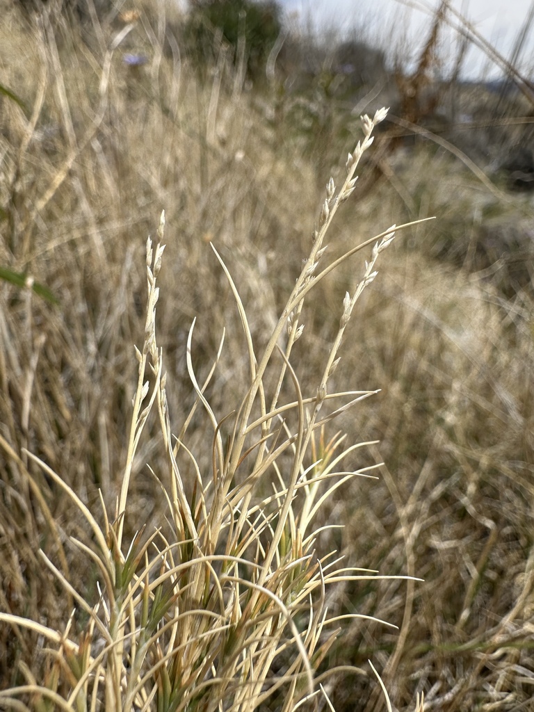 aparejo grass from Inyo County, CA, USA on April 17, 2024 at 01:34 PM ...