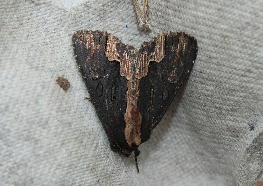 Bird's Wing from Netherton, Dudley, UK on June 26, 2024 at 06:25 AM by ...