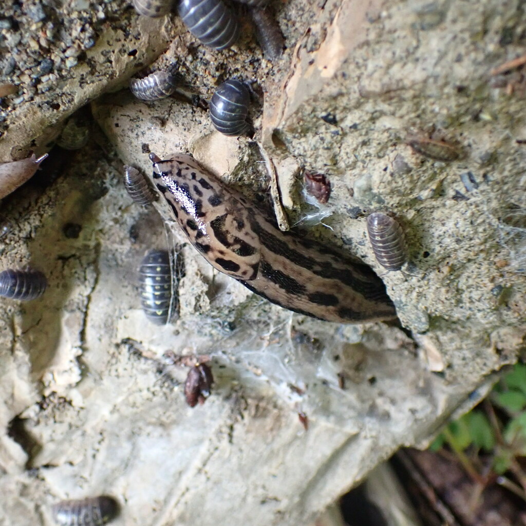 Leopard Slug from Federal Way, WA, USA on May 6, 2024 at 05:43 PM by ...