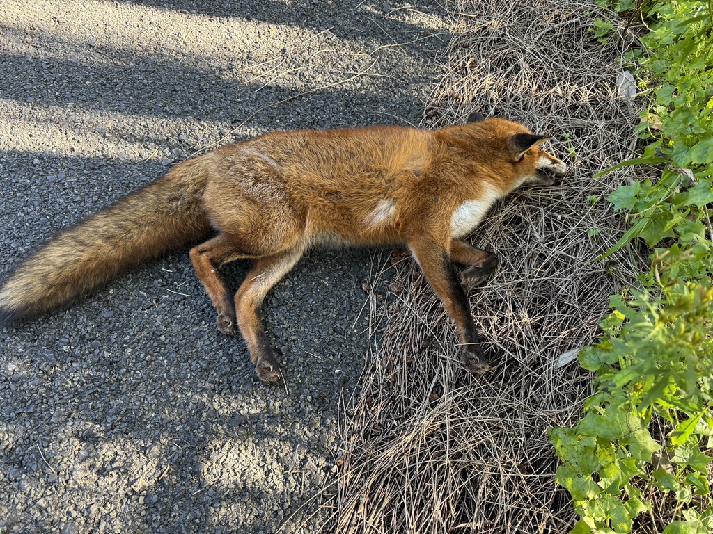 Red Fox from Toolijooa Rd, Berry, NSW, AU on June 26, 2024 at 01:32 PM ...
