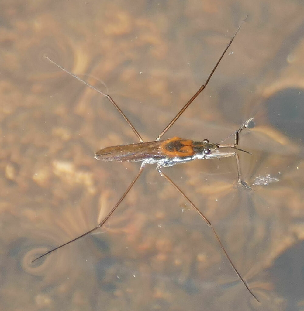 North American Common Water Strider from Coconino County, AZ, USA on ...