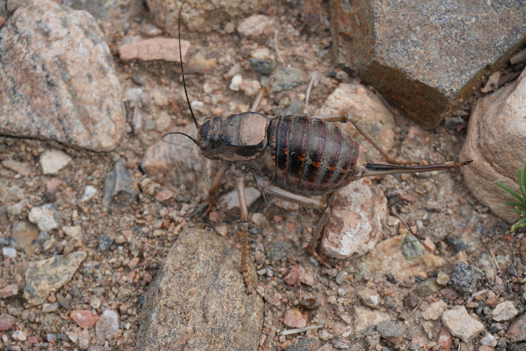 Deracantha onos from 中国内蒙古自治区包头市青山区 on June 26, 2024 at 12:45 PM by ...