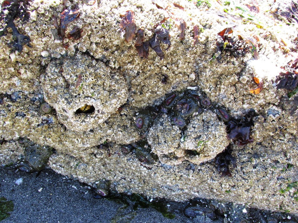 Pacific Acorn Barnacle from Seattle, Washington, United States on June ...